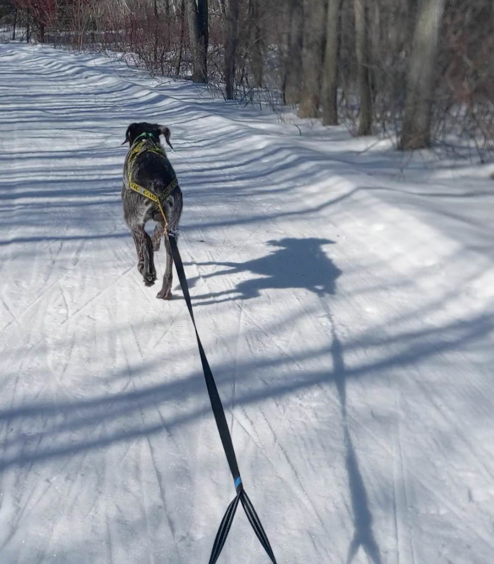 Kicksledder Spotlight: Beginner mushing with David Abel and his dogs i ...